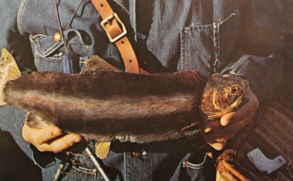 No Fooling, These are the Good Old Days | The View from Fish in a ...